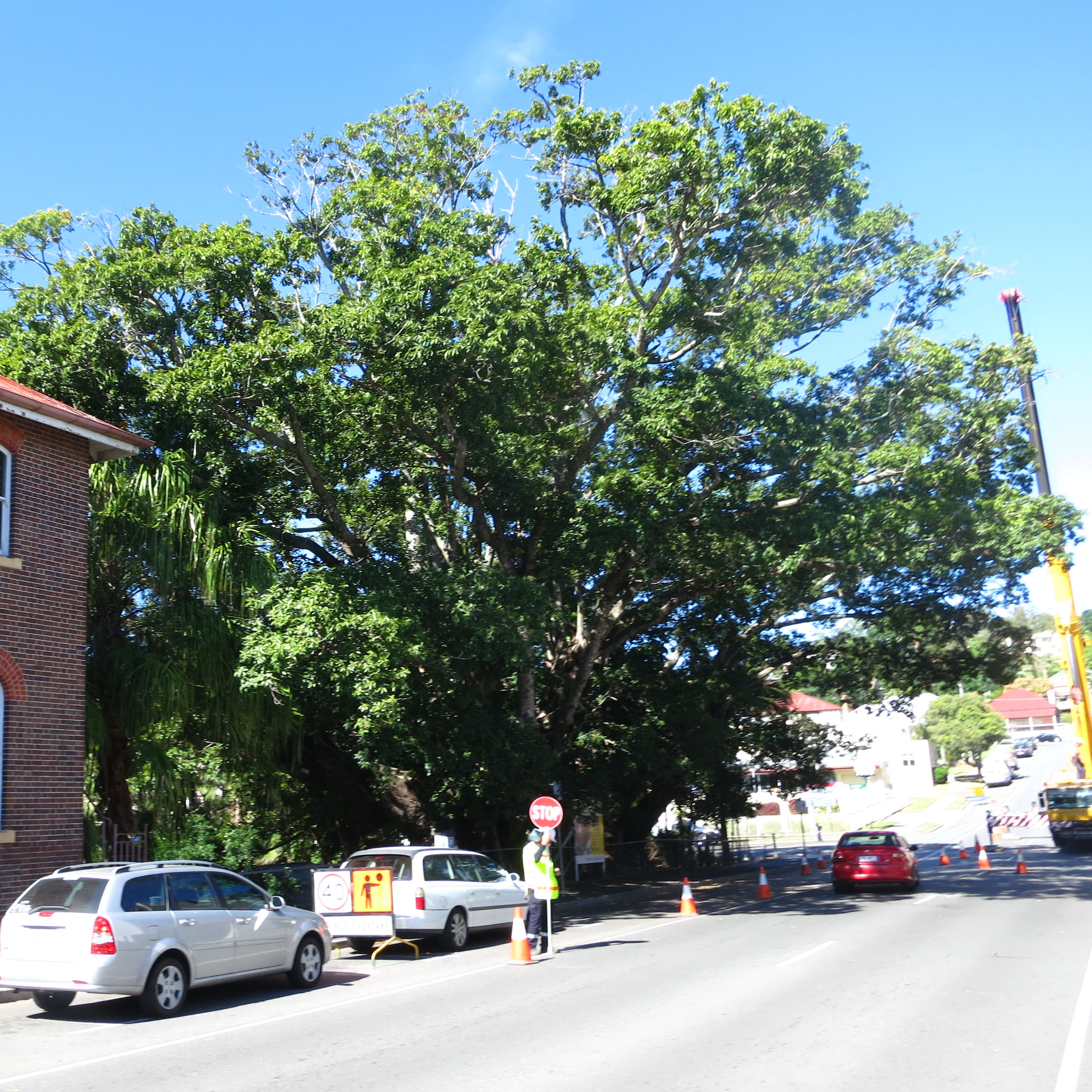 National Trust - White Fig (Ficus virens)