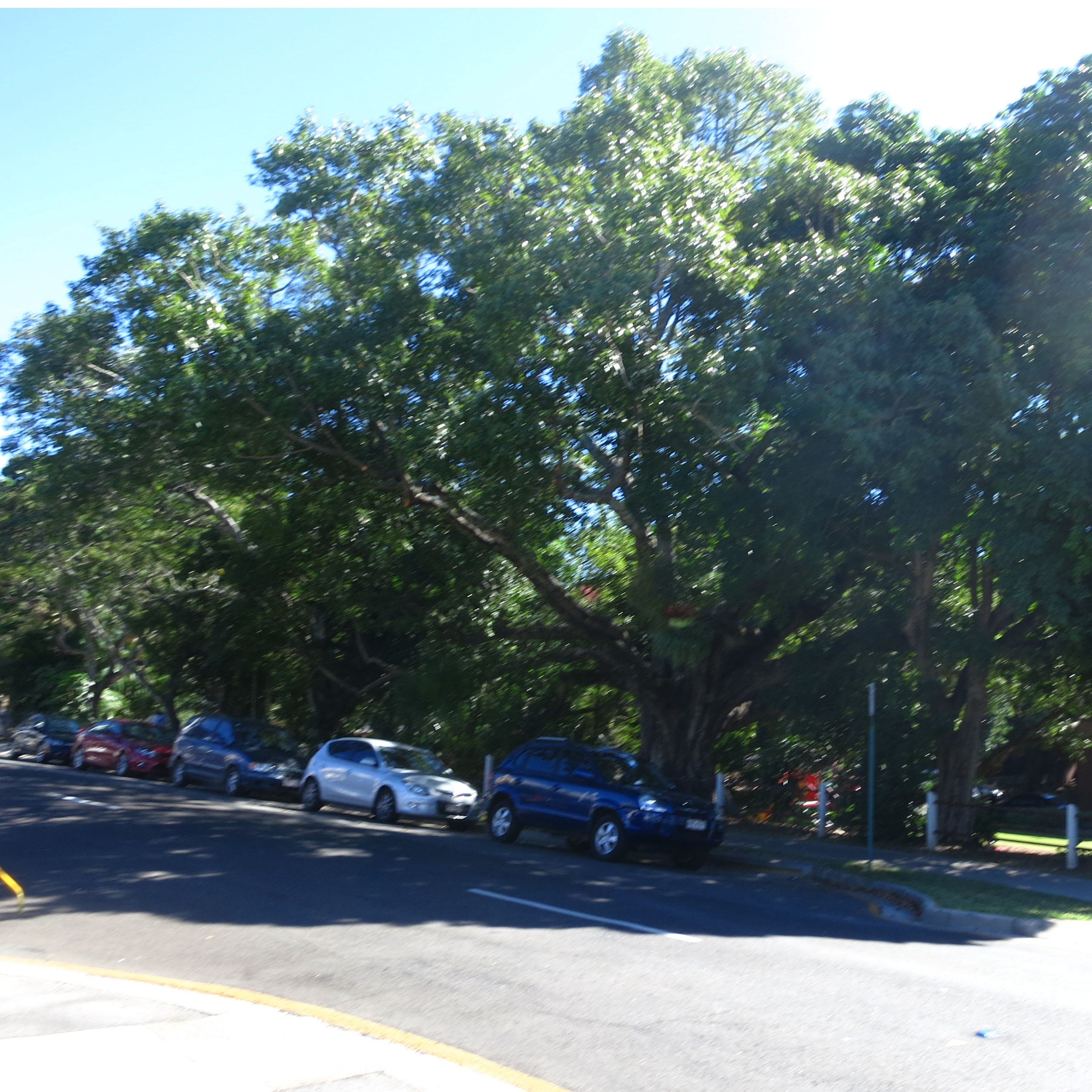 National Trust - White Fig (Ficus virens)