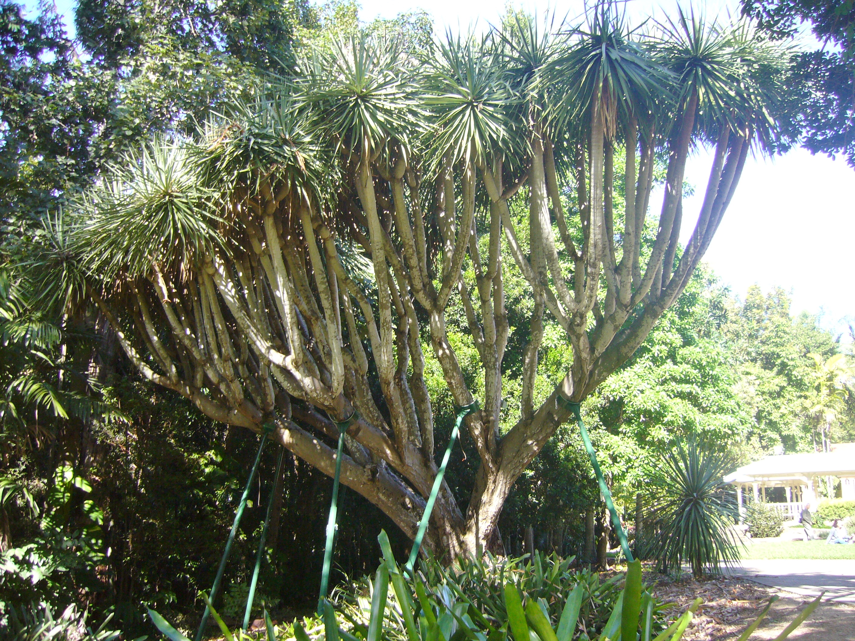 National Trust - Dragon Tree (Dracaena draco)