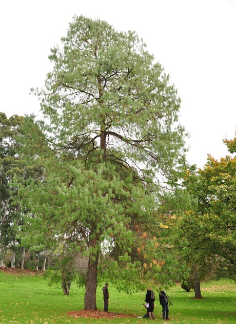 National Trust - Mexican Weeping Pine (Pinus patula)