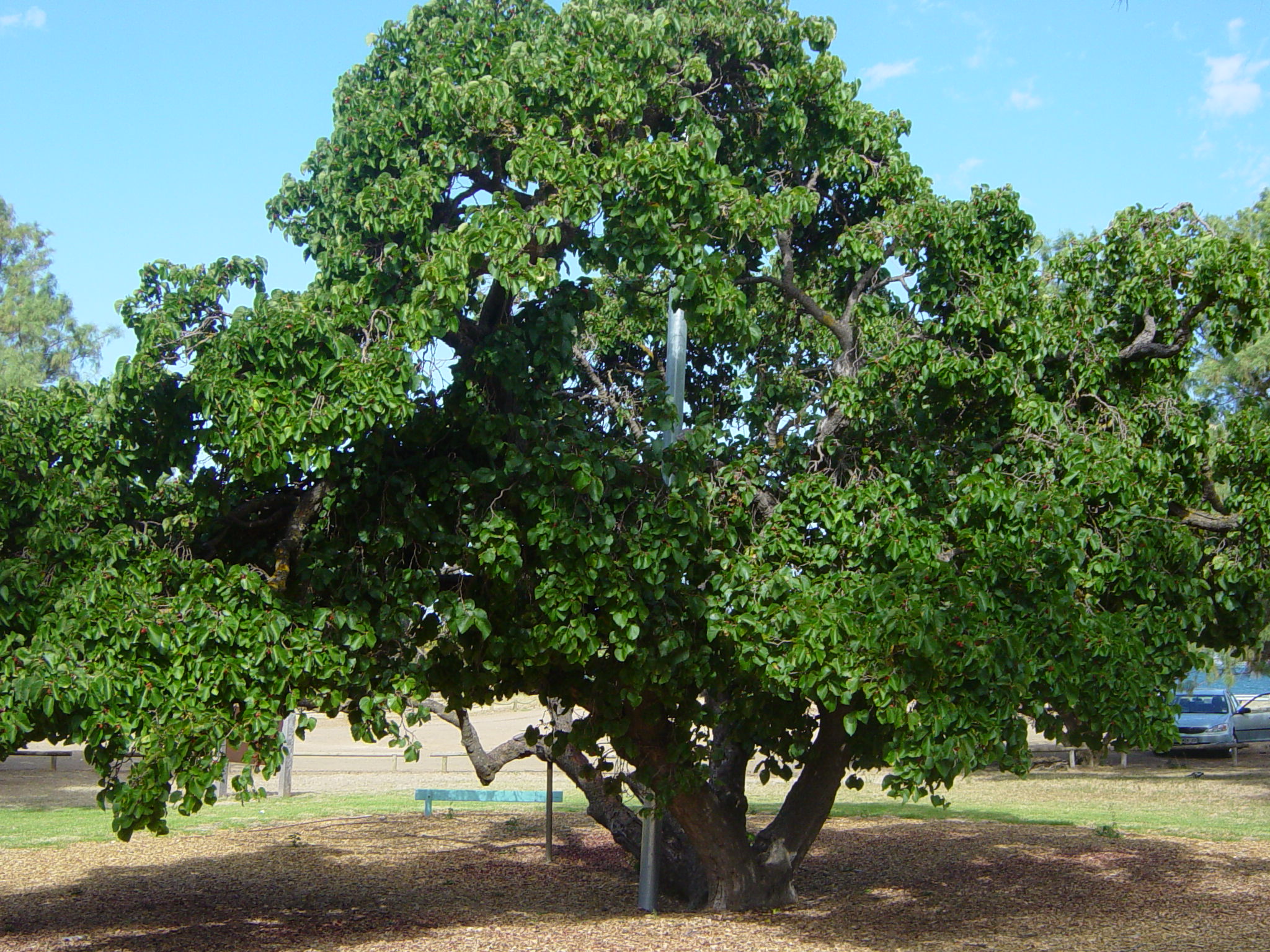 National Trust - Mulberry (Morus nigra)