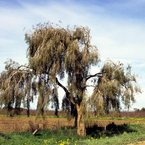 National Trust - Native Apricot, Weeping Pittosporum (Pittosporum ...