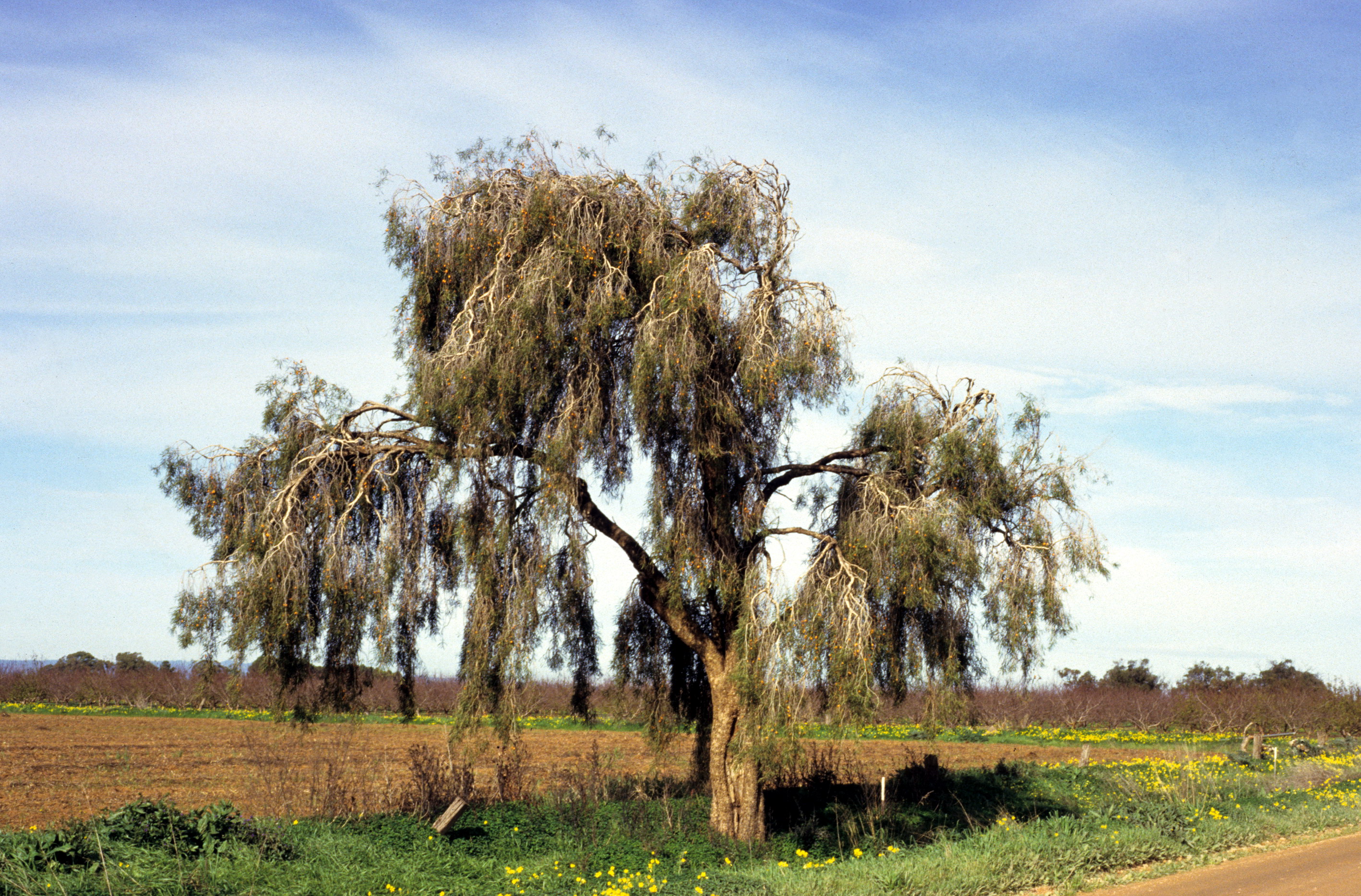 National Trust - Native Apricot, Weeping Pittosporum (Pittosporum ...
