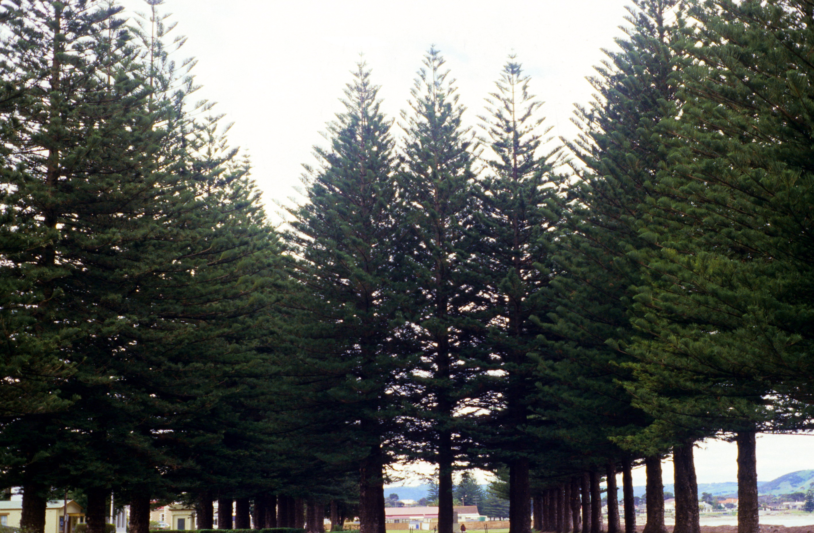 National Trust - Norfolk Island Pine (Araucaria heterophylla)