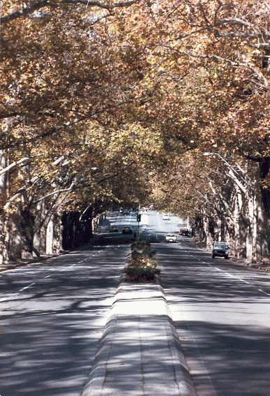 National Trust - London Plane (Platanus hybrida)