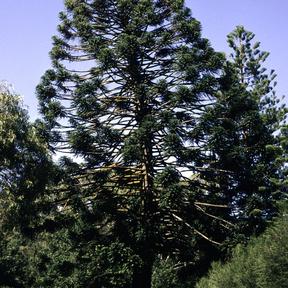 National Trust - Bunya Pine, Bunya Bunya (Araucaria bidwillii)