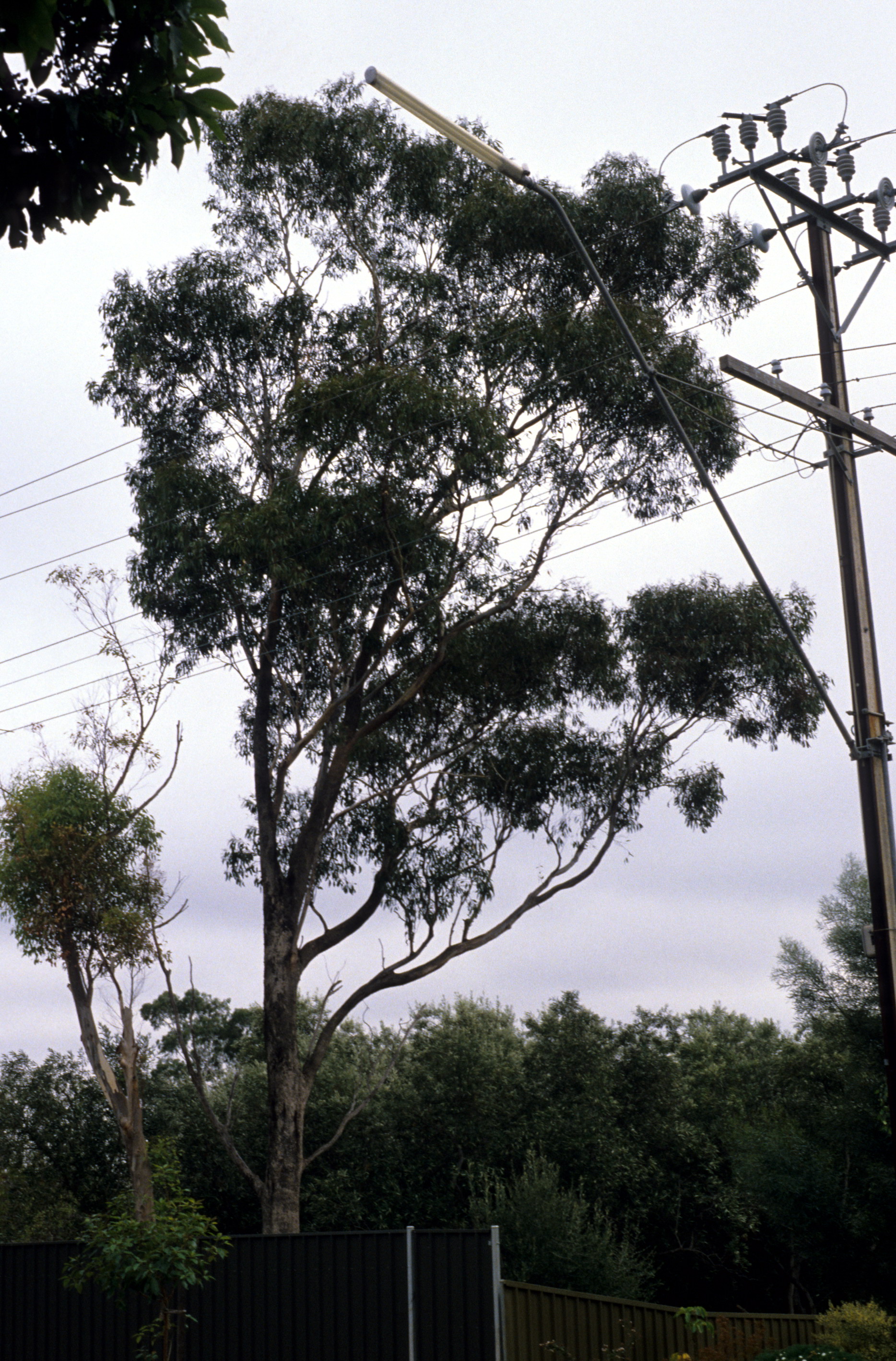 National Trust - Grey Box (Eucalyptus microcarpa)