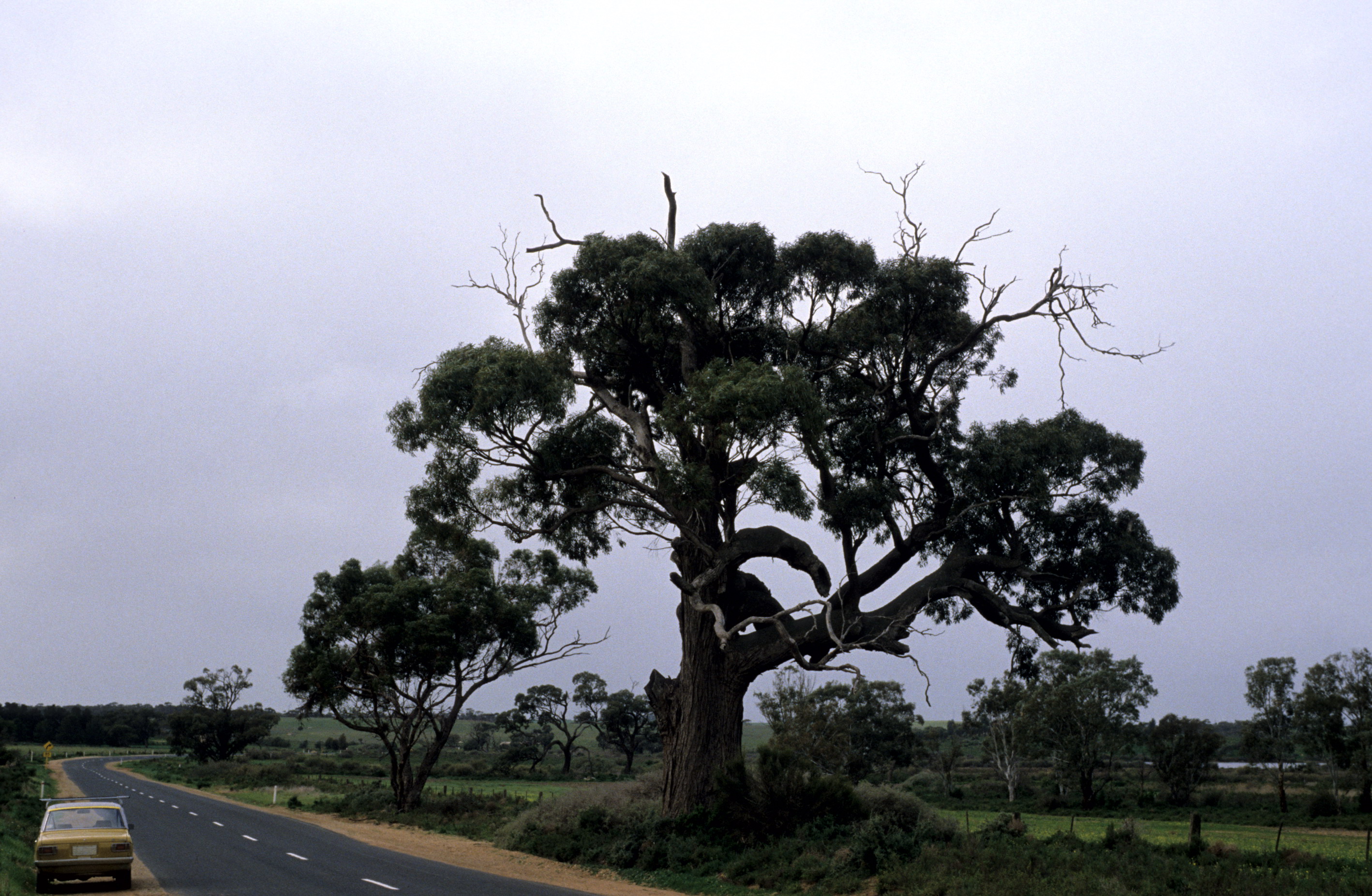 National Trust - River Box, Black Box (Eucalyptus largiflorens)