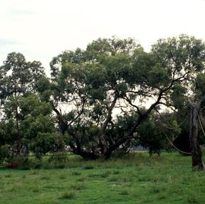 National Trust - Mallee Box (Eucalyptus porosa)