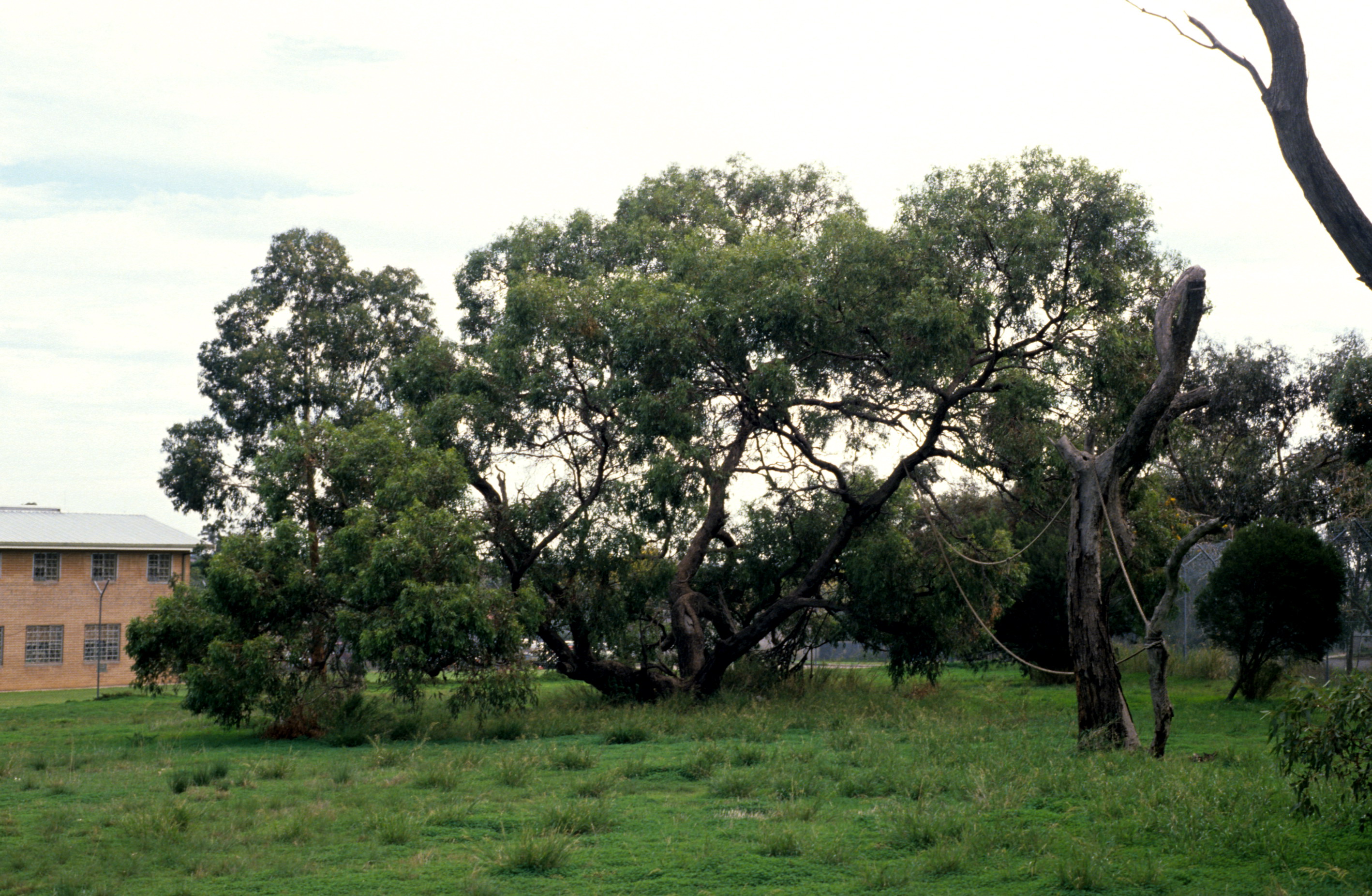 National Trust - Mallee Box (Eucalyptus porosa)