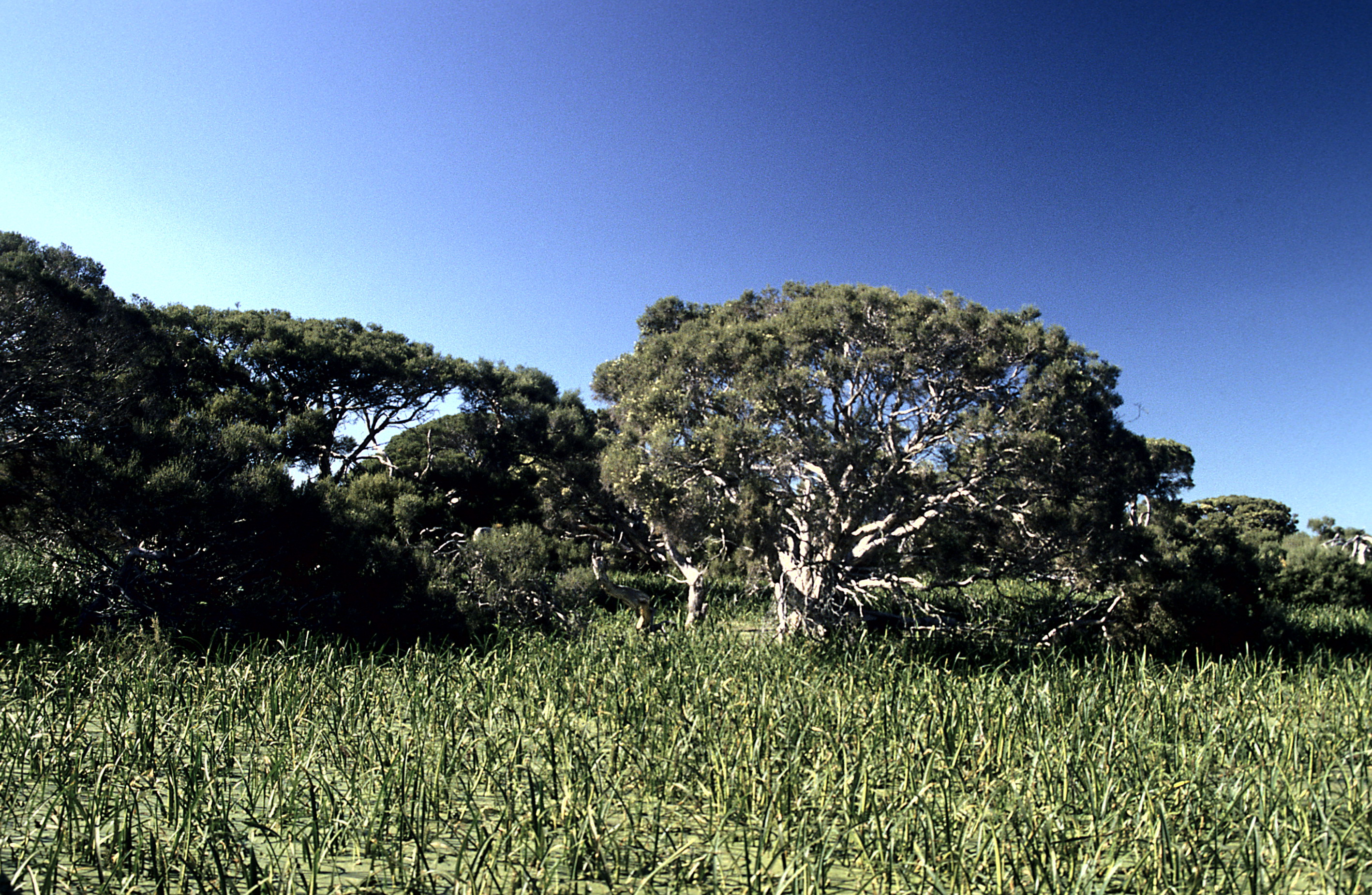 National Trust - SA Swamp paperbark (Melaleuca halmaturorum)