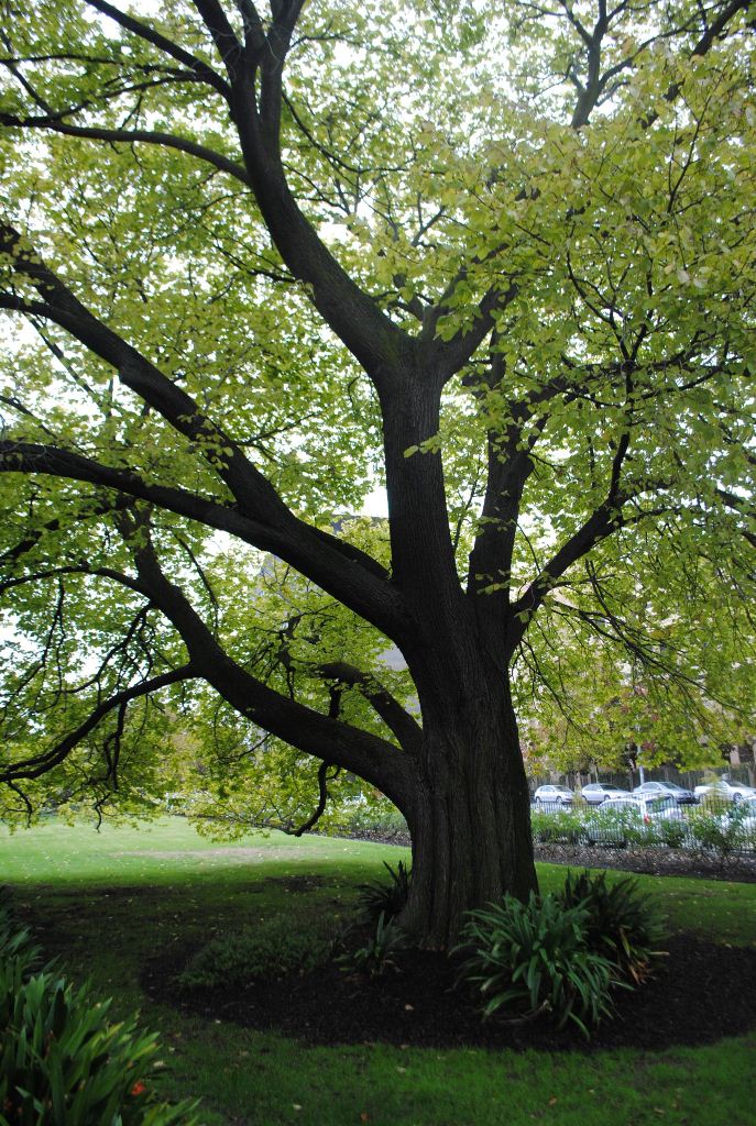National Trust - Golden Elm (Ulmus glabra 'Lutescens')