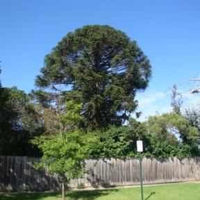 National Trust - Bunya Bunya Pine (Araucaria bidwillii)