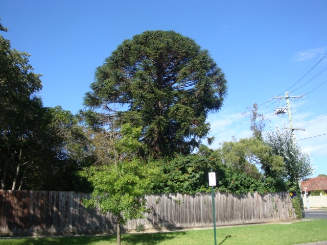 National Trust - Bunya Bunya Pine (Araucaria bidwillii)