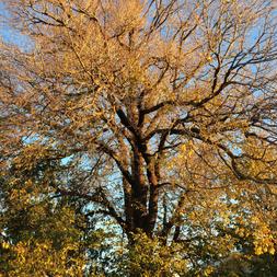 National Trust - Trust Trees Australia