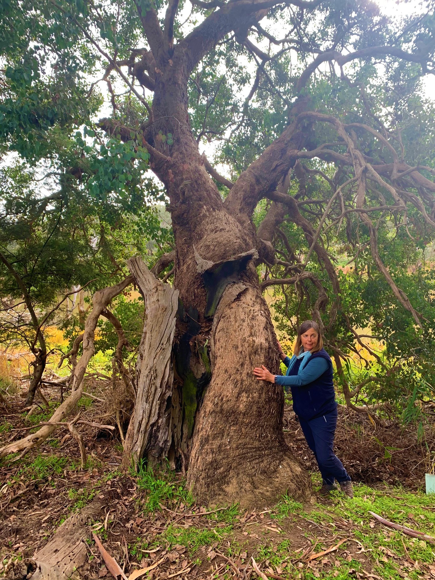 National Trust - Werribee Blue Box (Eucalyptus baueriana thalassina)