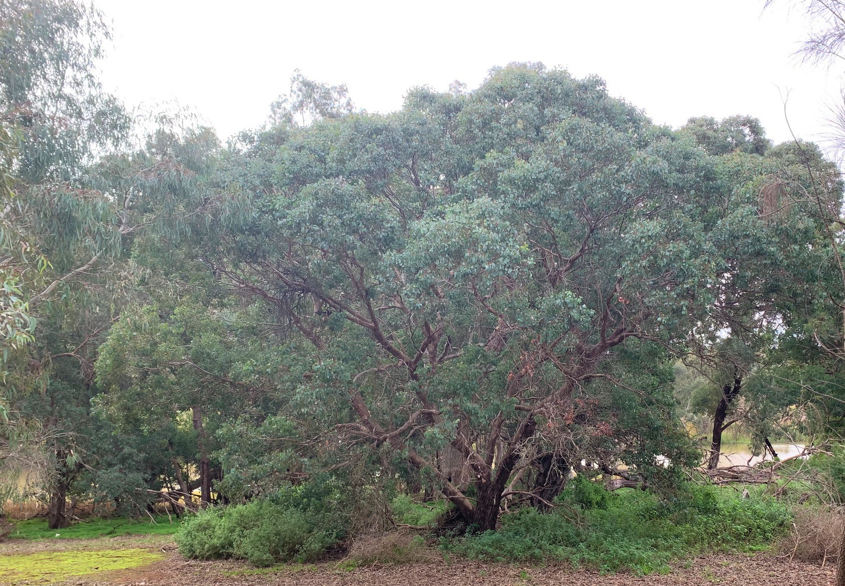 National Trust - Werribee Blue Box (Eucalyptus baueriana thalassina)