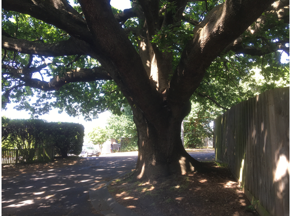 National Trust - Algerian Oak (Quercus canariensis)
